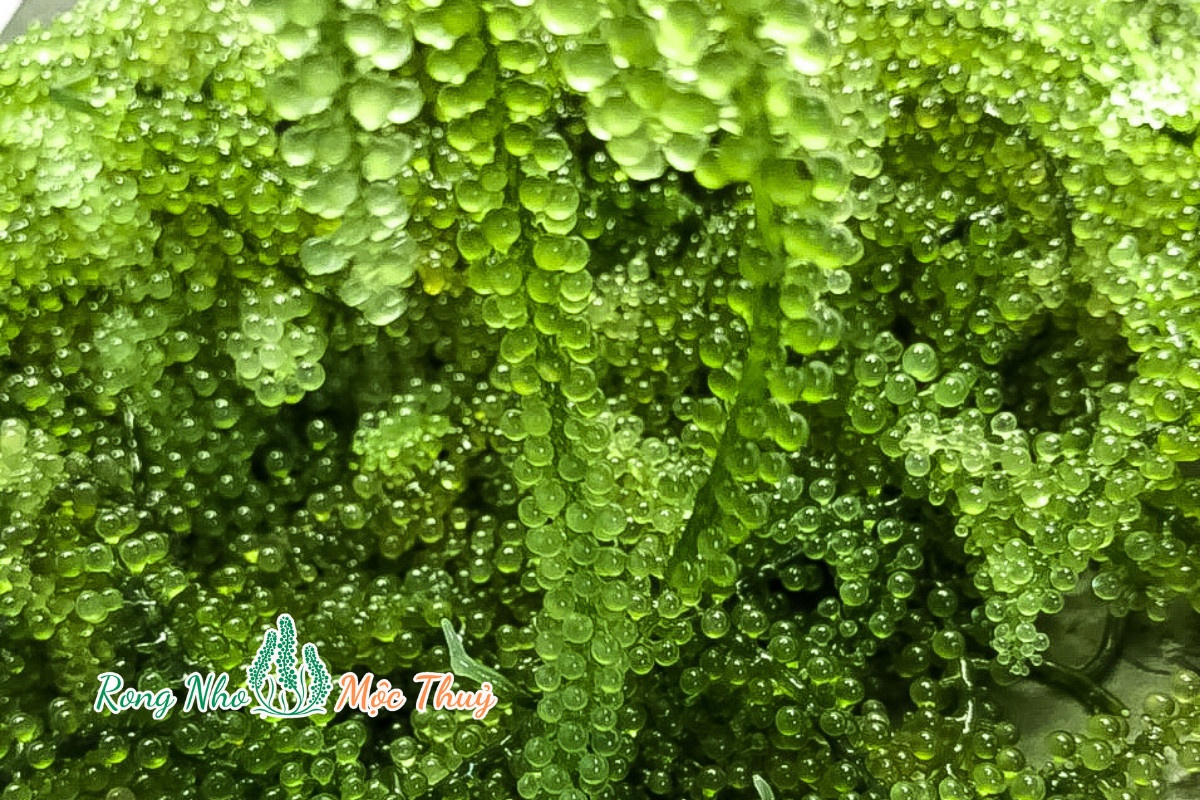 Rong nho là gì? Rong nho mua ở đâu chất lượng?